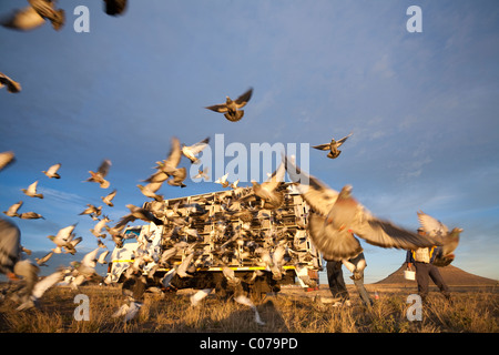 Pigeon racing Start of the race Release Opening the traps Transport ...
