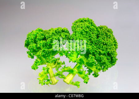 Kale or borecole Stock Photo - Alamy