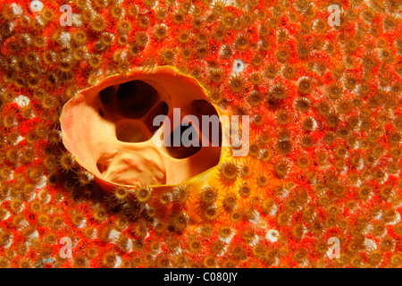 Red Boring Sponge, Cliona delitrix Stock Photo - Alamy