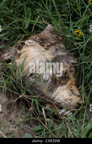 Dog corpse in Mexico Stock Photo - Alamy