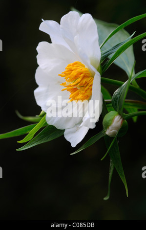 Himalayan Peony, Paeonia emodi in flower in garden. From the Himalayas ...