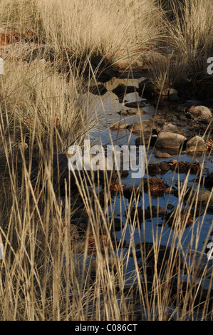 Native grasses grows along Gardner Canyon Creek, Santa Rita Mountains ...