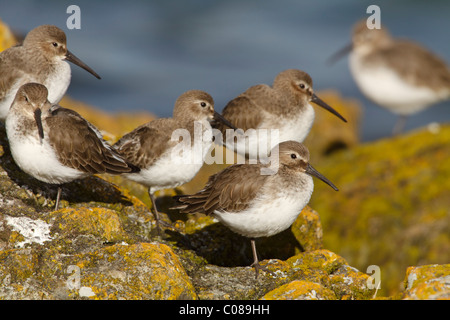 Small flock of western dunlin resting on lichen covered shoreline rocks ...
