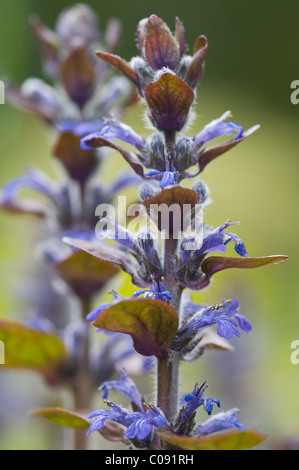 Blue bugle / bugleherb / bugleweed / carpetweed / carpet bungleweed ...