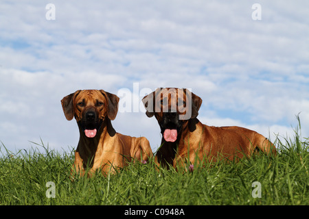 Two Rhodesian Ridgebacks on grass outside Stock Photo - Alamy