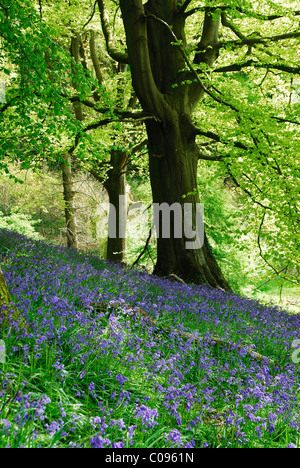 Blue fresh spring flowers Stock Photo - Alamy
