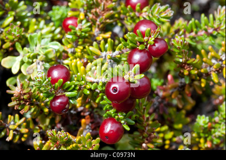 Diddle Dee berry (Empetrum rubrum) of the Falkland Islands, edible ...
