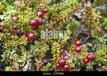 Diddle Dee berry (Empetrum rubrum) of the Falkland Islands, edible ...