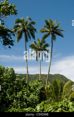 Private Takitumu Conservation Area is protecting the rare Kakerori on ...