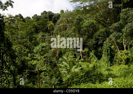 Private Takitumu Conservation Area is protecting the rare Kakerori on ...