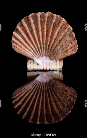 Pecten jacobaeus scallop shell on black background Stock Photo - Alamy