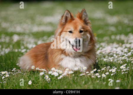 Elo-Husky mix breed Stock Photo: 34631684 - Alamy