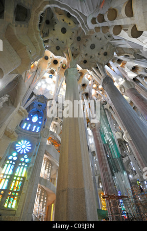 The columns of the inside of the Sagrada Familia, designed by Gaudí, in ...
