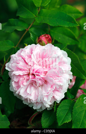 The Portland Rose Jacques Cartier Stock Photo - Alamy