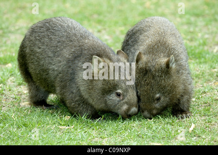 Common wombat (Vombatus ursinus Stock Photo: 24076542 - Alamy