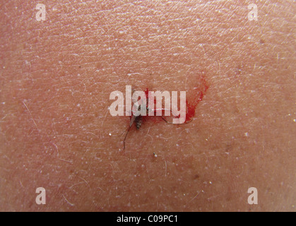 mosquito on human skin. (Picture silhouette Stock Photo - Alamy