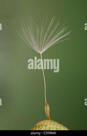 Dandelion pappus seeds detail Stock Photo - Alamy