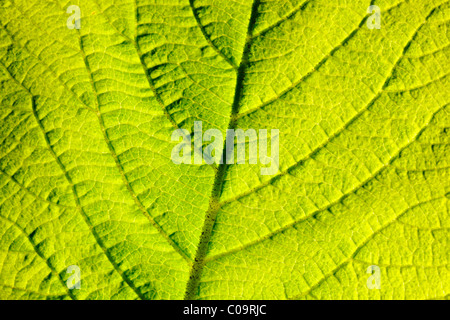 closeup photo of plant leaf veins pattern Stock Photo - Alamy