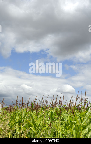 corn field in summer Stock Photo - Alamy