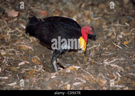 Australian Brush-turkey (Alectura lathami) on nest mound Stock Photo ...