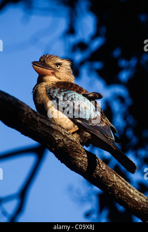 Kookaburra - Dacelo novaeguineae Stock Photo - Alamy