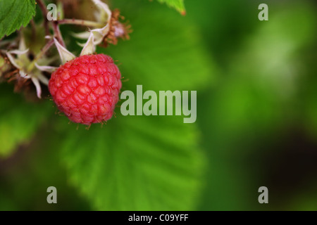 Growing leaves of the raspberry fruit Stock Photo - Alamy