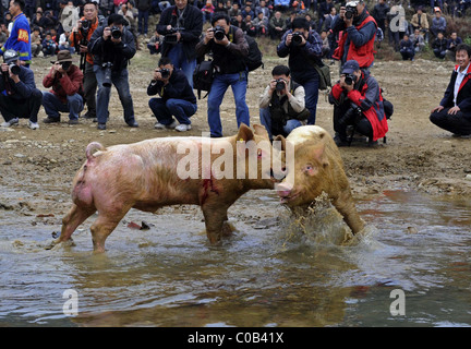 Onlookers are gripped as pigs fight in Guizhou China. The sport is held ...