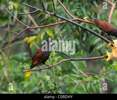 Montezuma Oropendola - Psarocolius montezuma, La Fortuna, Volcano ...