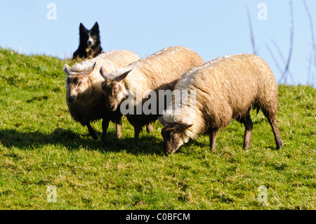 A Border Collie sheep dog rounds up sheep during a sheepdog trial Stock ...