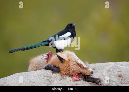 Magpie; Pica pica; Norway Stock Photo - Alamy