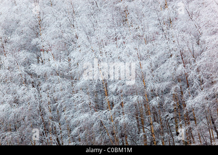 Silver Birch trees in the snow Finland Stock Photo - Alamy