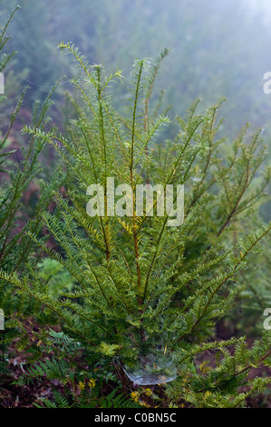 Yew Tree project in Yunnan, Southern China for medicine fabrication ...