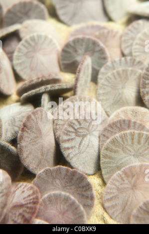 Sand dollar (Dendraster excentricus) shells (endoskeletons) on Sand ...