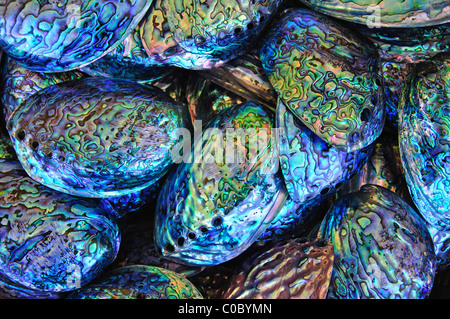Paua abalone ( Haliotis iris) shellfish colourful detail Stock Photo ...