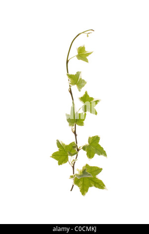 Hedera ivy twig with leaves isolated over white background Stock Photo ...