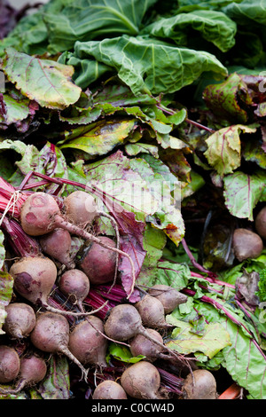 Beets on a market stall Stock Photo - Alamy