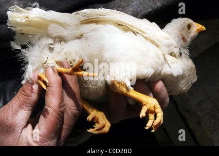 FOUR-LEGGED CHICKEN A chicken has stunned a village in China by ...