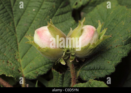 Hazelnuts or cob nuts, Corylus avellana, on the tree in early autumn ...