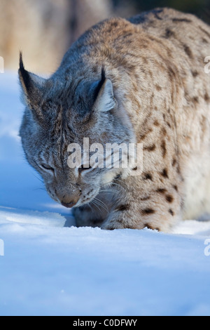 Close-up of Eurasian lynx / Northern lynx (Lynx lynx lynx) hunting in ...