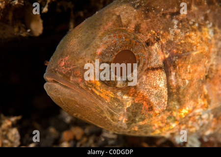 Cardinalfish (Apogon sp.) on a muck sea bottom in the Lembeh Strait ...