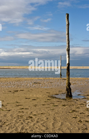 CULBIN BEACH MORAY SCOTLAND SAND DUNE WITH YELLOW BROOM FLOWERS WITH ...
