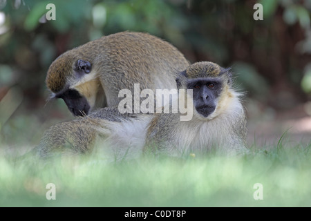 Green monkey, Sabaeus monkey, Callithrix monkey (Chlorocebus sabaeus ...