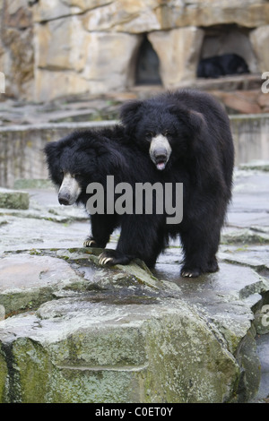 Sloth bears (Ours Lippu) trying for the next big attraction of the ...