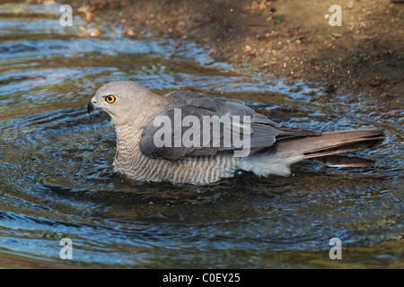 Shikra or Little Banded Goshawk (Accipiter badius) drinking water, in a ...