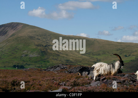 Wild Feral Goats, Dinorwic Quarry, Snowdonia National Park, North Wales ...