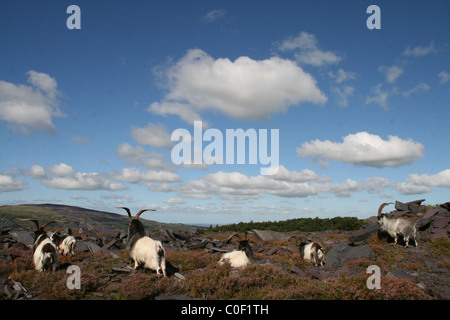 Wild Feral Goats, Dinorwic Quarry, Snowdonia National Park, North Wales ...