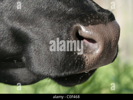 Cow's nose and nostrils close up with details showing the whiskers ...