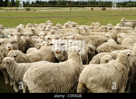 TRELOW, ARGENTINA, 2010: Sheeps in argentinian farm Stock Photo - Alamy
