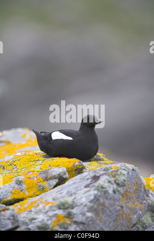 Black Guillemot (Cepphus grylle), tystie, pair sitting on cliff ...