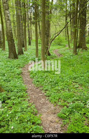 Path through an early spring woodland scene with budding trees Stock ...